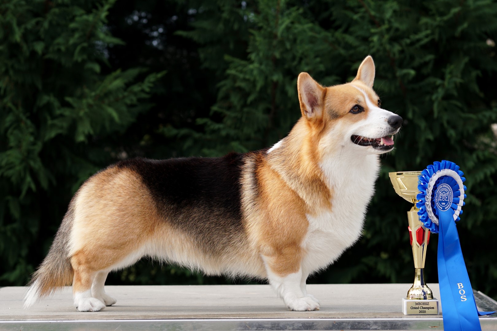 Kanok - Morgerton Welsh Corgi Pembroke Kennel