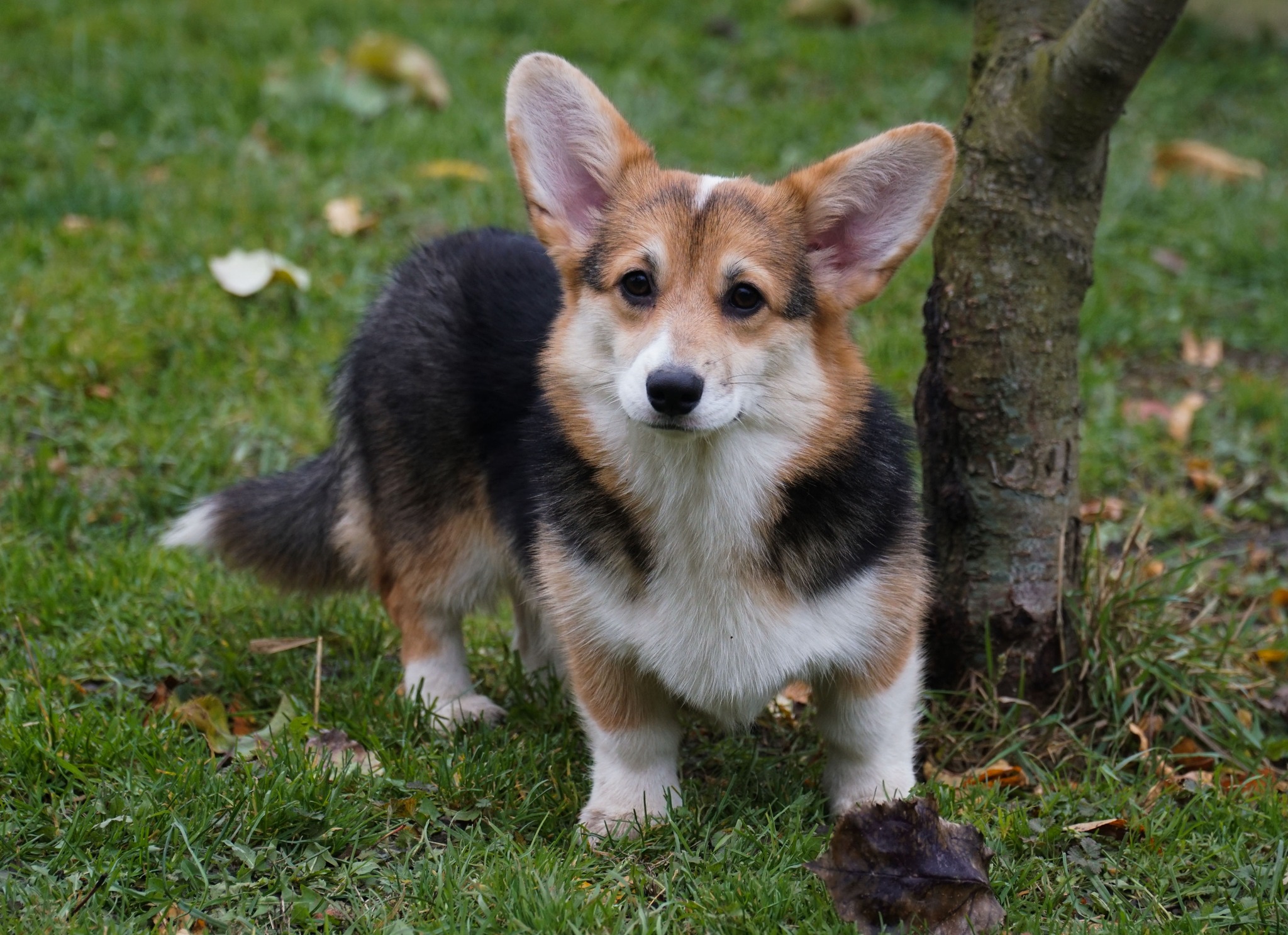 Wallfugh Secret Affair - Saci - Morgerton Welsh Corgi Pembroke Kennel